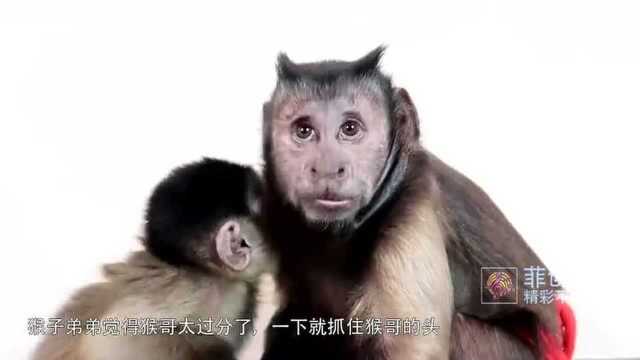 The naughty monkey brother spoke to his brother and spit on his tongue ...