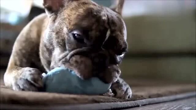 A cute bulldog baby, biting a toy and making a squeaky sound - Watch HD ...