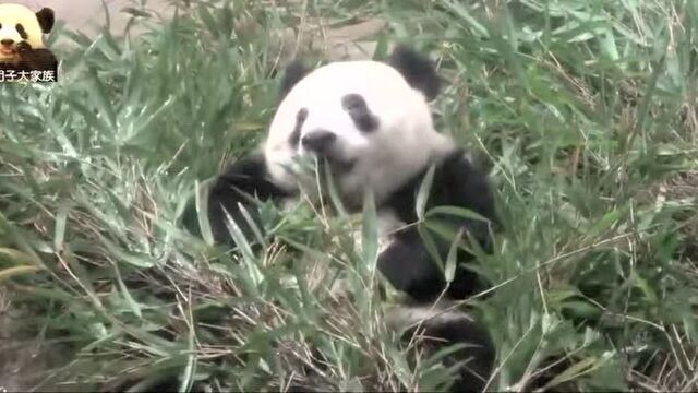 Panda incense lies in the bamboo pile and is happy to eat and broadcast ...