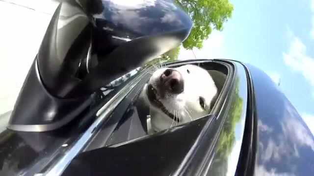 It’s fun to take the dog out for a ride, and let’s run after getting ...