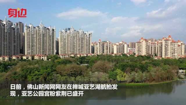 Foshan weather is fine, come to Yayi Park to enjoy the spring flowers ...