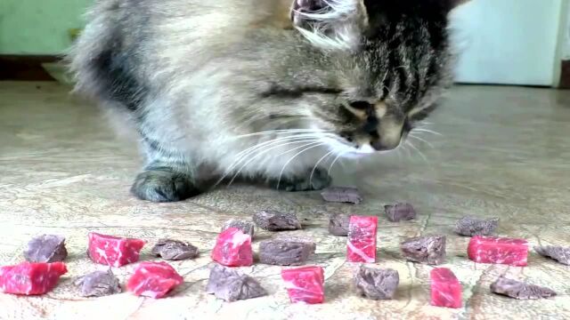 Which kind of meat will be eaten in front of the cat? - Watch HD Video ...