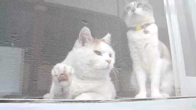 ภาพยนตร์แมว Gao Meng: ชายร่างใหญ่ที่หน้าต่าง - ชมวิดีโอออนไลน์ คุณภาพ ...