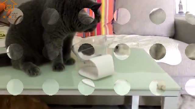 The burly gray cat was bullied by a petite white cat, and it hurts the ...
