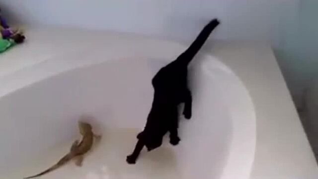 Curious to kill the cat, it turned out to be like this - Watch HD Video ...