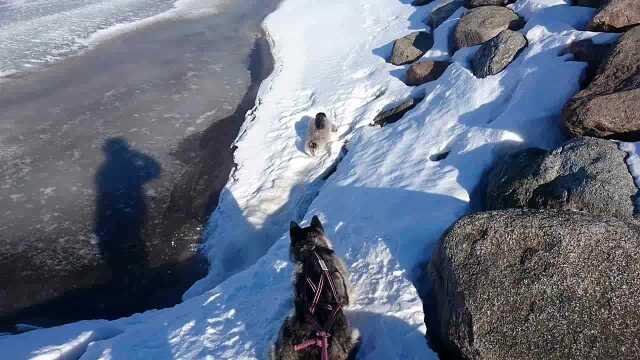 The Husky first saw the seal, and if the owner did not grasp the rope ...