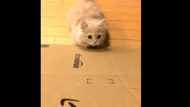 It turns out that cats are playing slides like this! The brain hole is ...