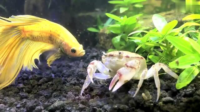 When goldfish meet freshwater crabs - Watch HD Video Online - WeTV
