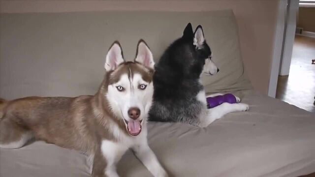 The two huskies have been arguing for a toy, and they have been arguing ...