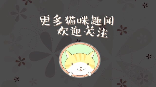 Cat power generator: power generation device that uses cat curiosity ...