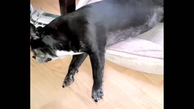 The owner asked the dog if he wanted to go out and walk, and the ...