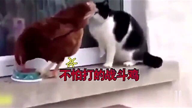Fighting chickens and fighting cats rush to eat, but unfortunately I am ...