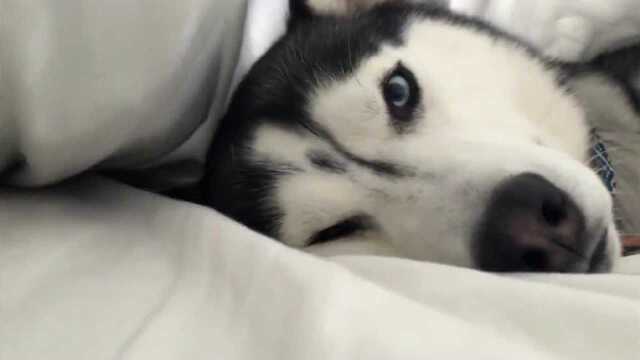 This husky’s eyes are really drunk, and there is no sleep when sleeping ...