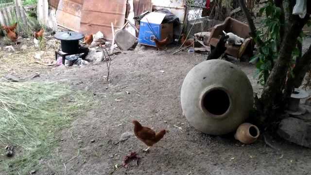Demu fight, this is probably the legendary chicken flying dog. - Watch ...