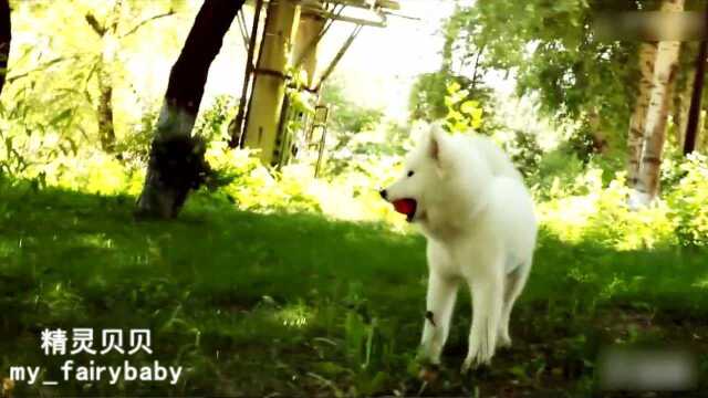The pet fox sells Meng not to lose Samoyed, and the cry can make people ...