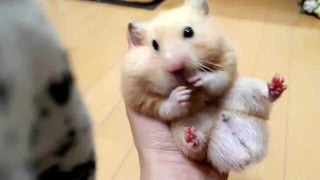 The little hamster was fed on his hand, and after eating it, he didn’t ...