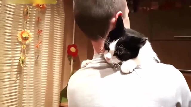 The cat is disobedient, the owner is scared to "claw", the cat's reaction is bright. - Watch HD ...