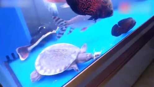 The fun of raising turtles: The family has a turtle with such a high ...