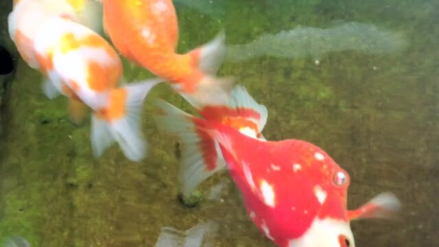 All kinds of fat goldfish are really fat! - Watch HD Video Online - WeTV