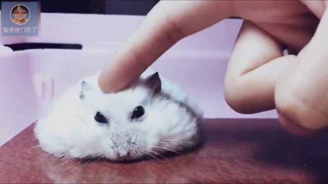 The hamster is very addicted with a finger zen, and can get into this ...