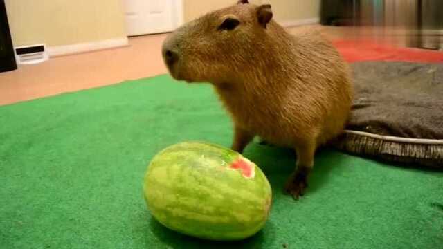 "Meng Chong to eat and broadcast" small capybara eat watermelon, put on ...