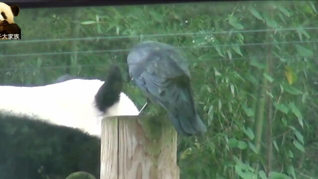 A crow is waiting for the panda to wait for the mane, and eventually ...