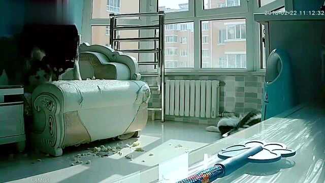 Monitor the crime scene and record the birth and death of the sofa! Ask ...