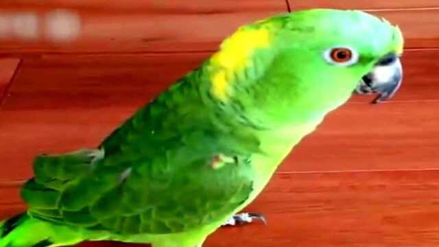 The parrot master laughed and laughed so boldly! It seems that the ...