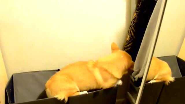 Koki: Is my leg short? Is it my fault? - Watch HD Video Online - iflix