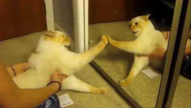 Cat: Little brother, you also have electro-optic eyes! It’s quite ...
