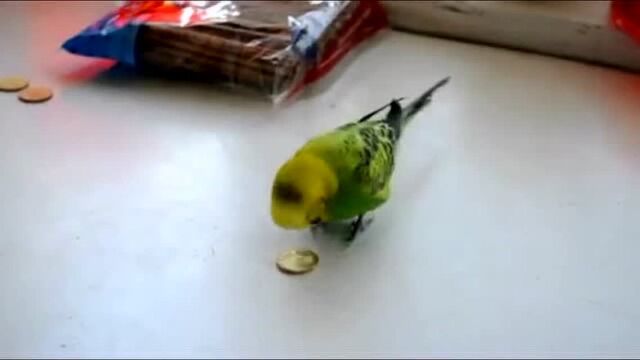 Master: Parrot, you are really great, it is too smart! - Watch HD Video ...