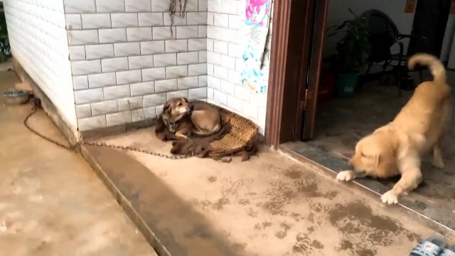 Two dogs are quarreling, look at this battle, the master is laughing ...