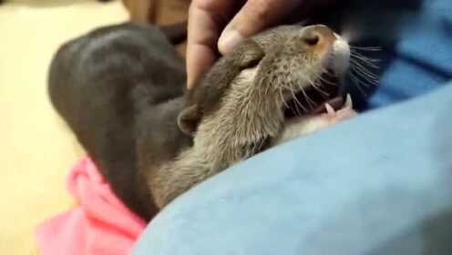 El sonido de la nutria es tan extraño que el mundo es increíble - Ver ...