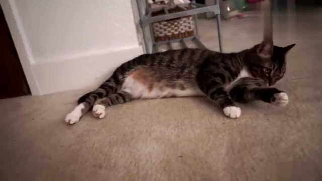 Everyday cat has a daily pet fragment of the house - Watch HD Video ...