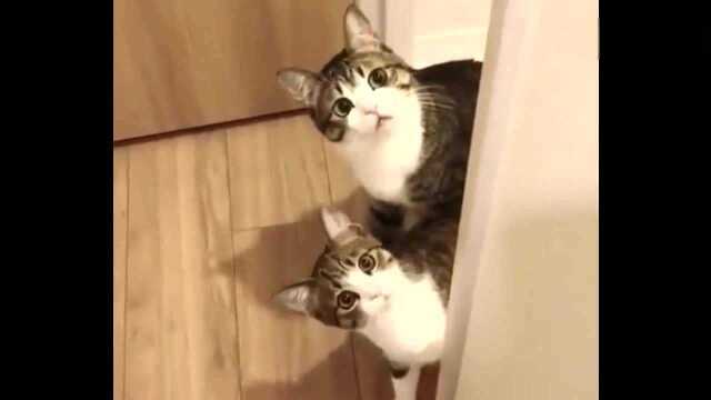 The cat's back foot will be perfectly stepped on the front foot. Is ...