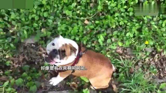 When I first saw this dog falling down, there was still a little pain ...