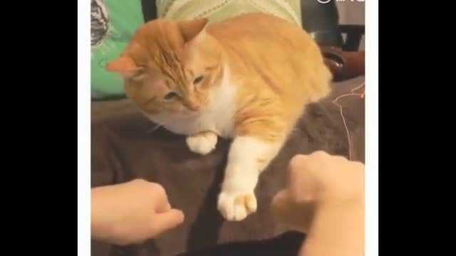 Guess the mouse! Orange cat guesses a quasi - Watch HD Video Online - WeTV