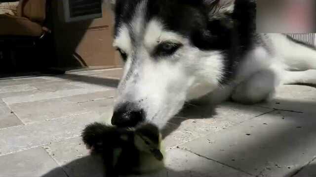 พบกับมัน Erha ที่โง่เขลาสามารถกลายเป็นผู้ชายที่อบอุ่นได้ทันที - ชม ...