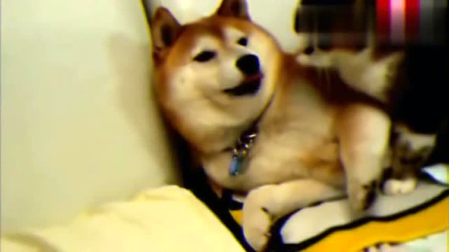 The Shiba Inu service is not good, and the singer is yelling, so no ...