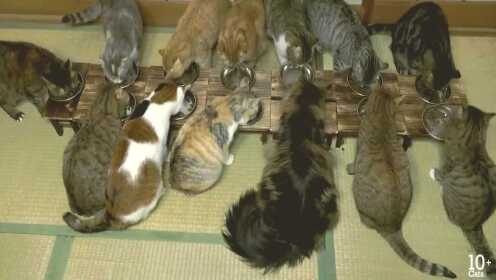 A pá esqueceu de alimentar os 13 gatos, e quando chegou em casa ele ...