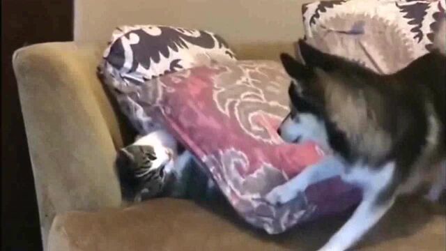 การต่อสู้ระหว่าง Erha กับแมวที่บ้านยังดำเนินต่อไป - ชมวิดีโอออนไลน์ ...