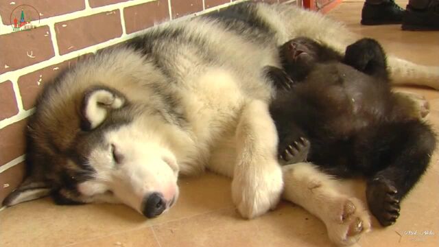 Haha! Two big black bears with big haha, actually used two halves as ...