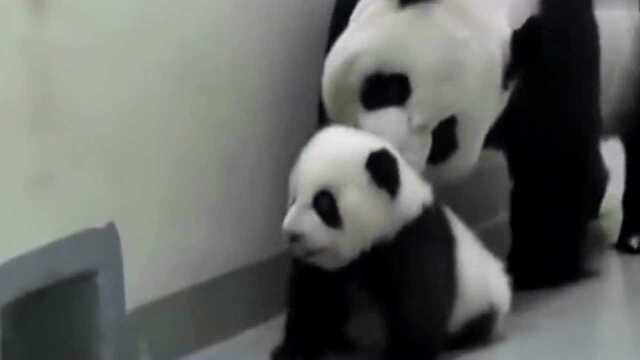 Panda Ma Ma: หากคุณไม่ได้สนุกไปกับมัน - ชมวิดีโอออนไลน์ คุณภาพระดับHD ...