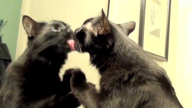 The narcissistic cat is beautiful in the mirror. - Watch HD Video ...