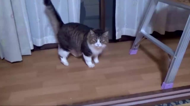 The little fat cat is hungry, the owner puts the cat food up, and the ...
