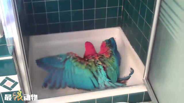 I can't wait to see the parrot that I want to take a shower when I open ...