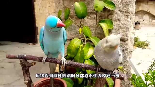 Two parrots before and after marriage, female parrots: repentance ...