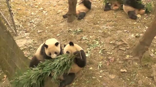 Panda baby: Panda eats bamboo and eats sizzling, digestive ability and ...