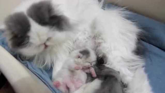 The high-cold big-faced cat pampered the little milk cat into a little ...