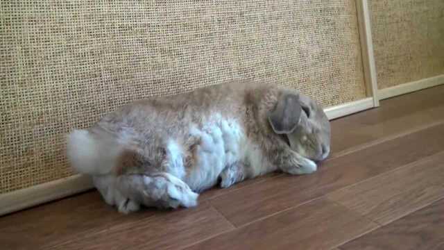 Super big face rabbit, grin, carrot, eat, go to sleep, no wonder so fat ...